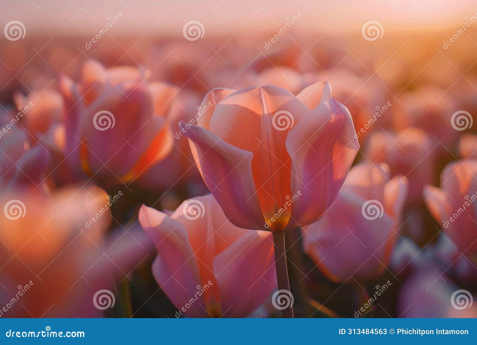 Tulip Flowers in Spring on Sunlight Flare on the Background ...