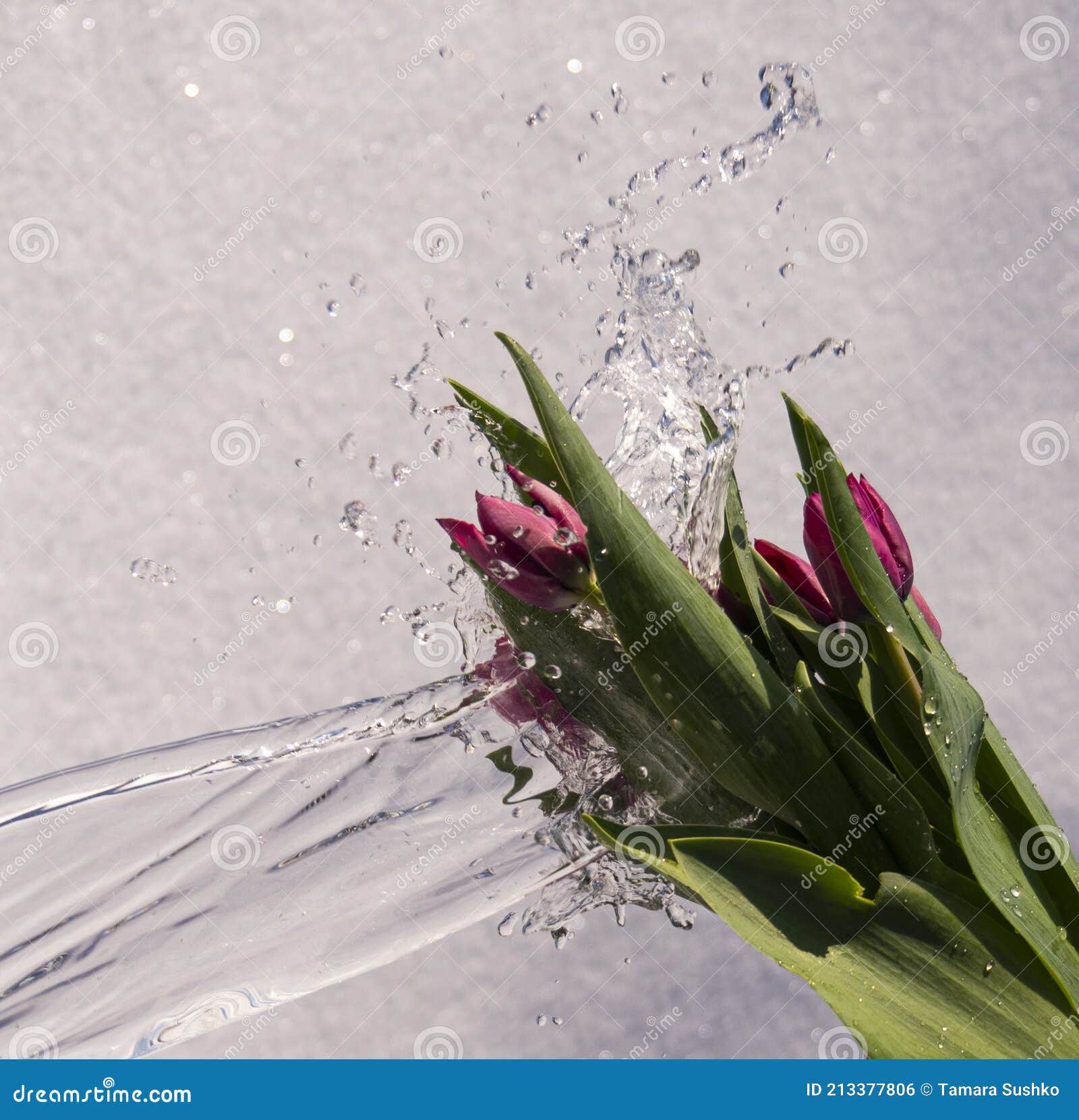 Tulip Flowers with Water Splash Stock Photo - Image of pattern, liquid ...