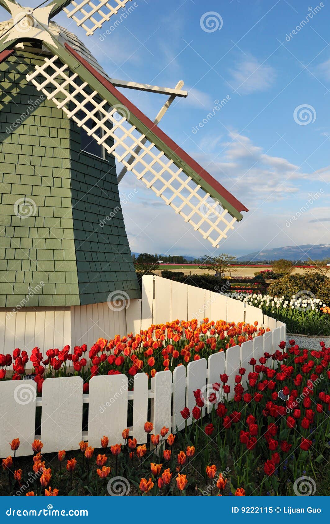 Tulip flowers and windmill stock image. Image of clouds - 9222115