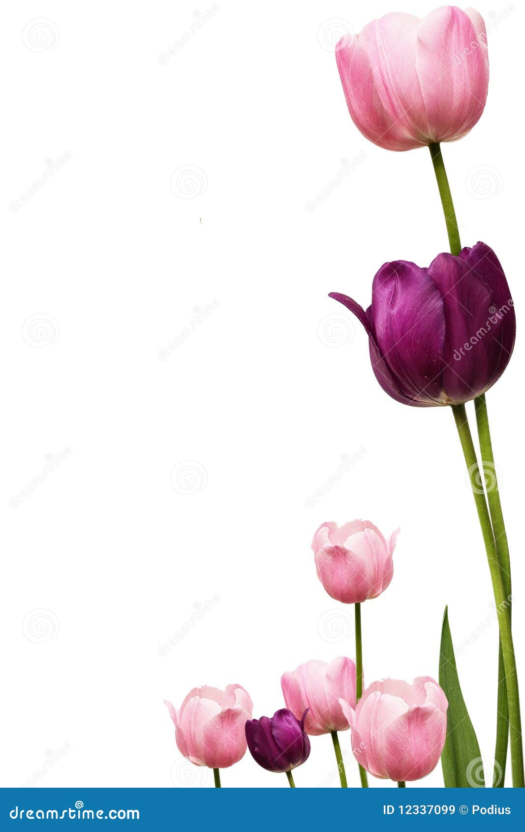 Tulip Fram stock image. Image of season, natural, flower - 12337099