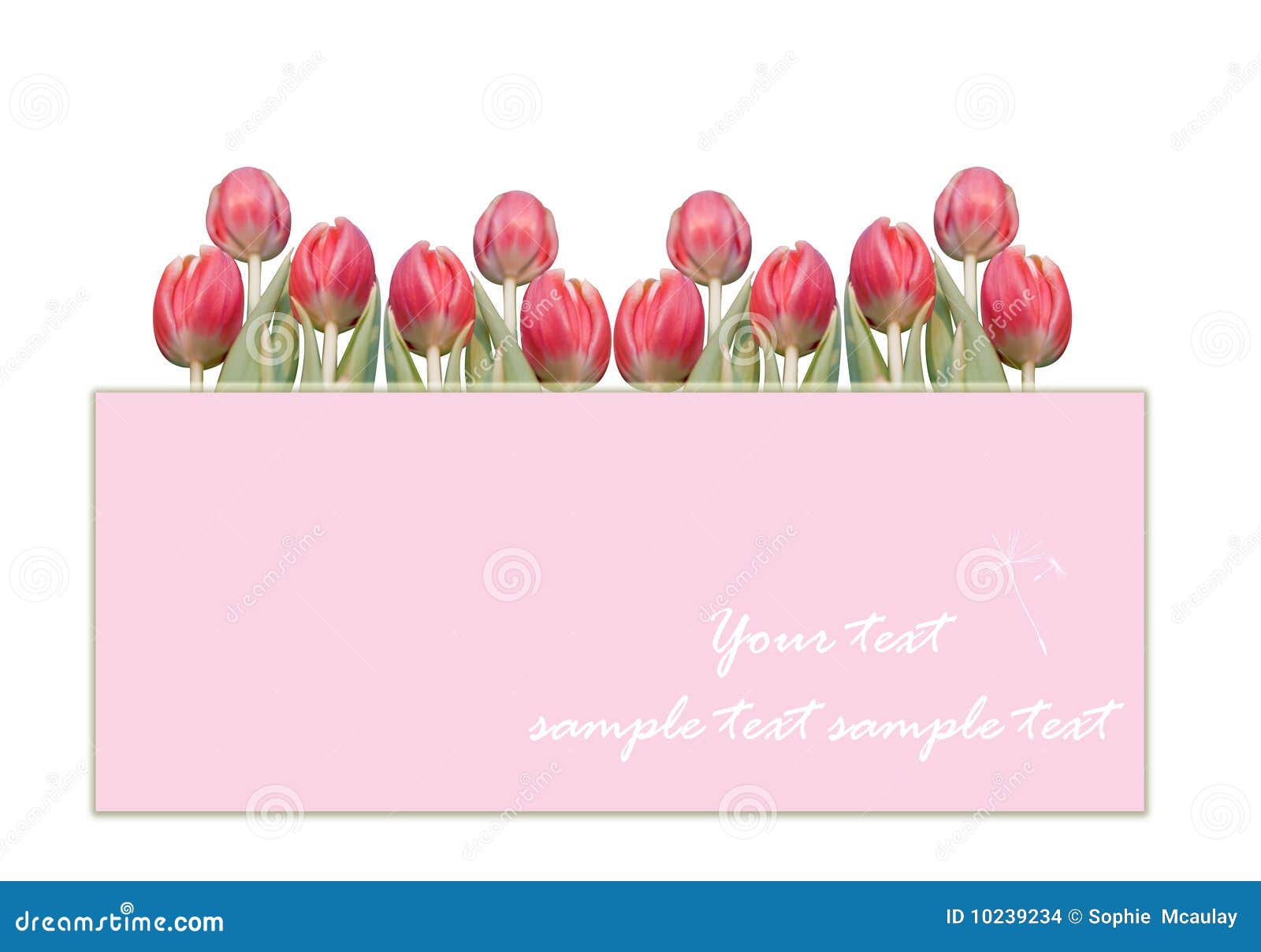 Tulip frame stock illustration. Illustration of background - 10239234