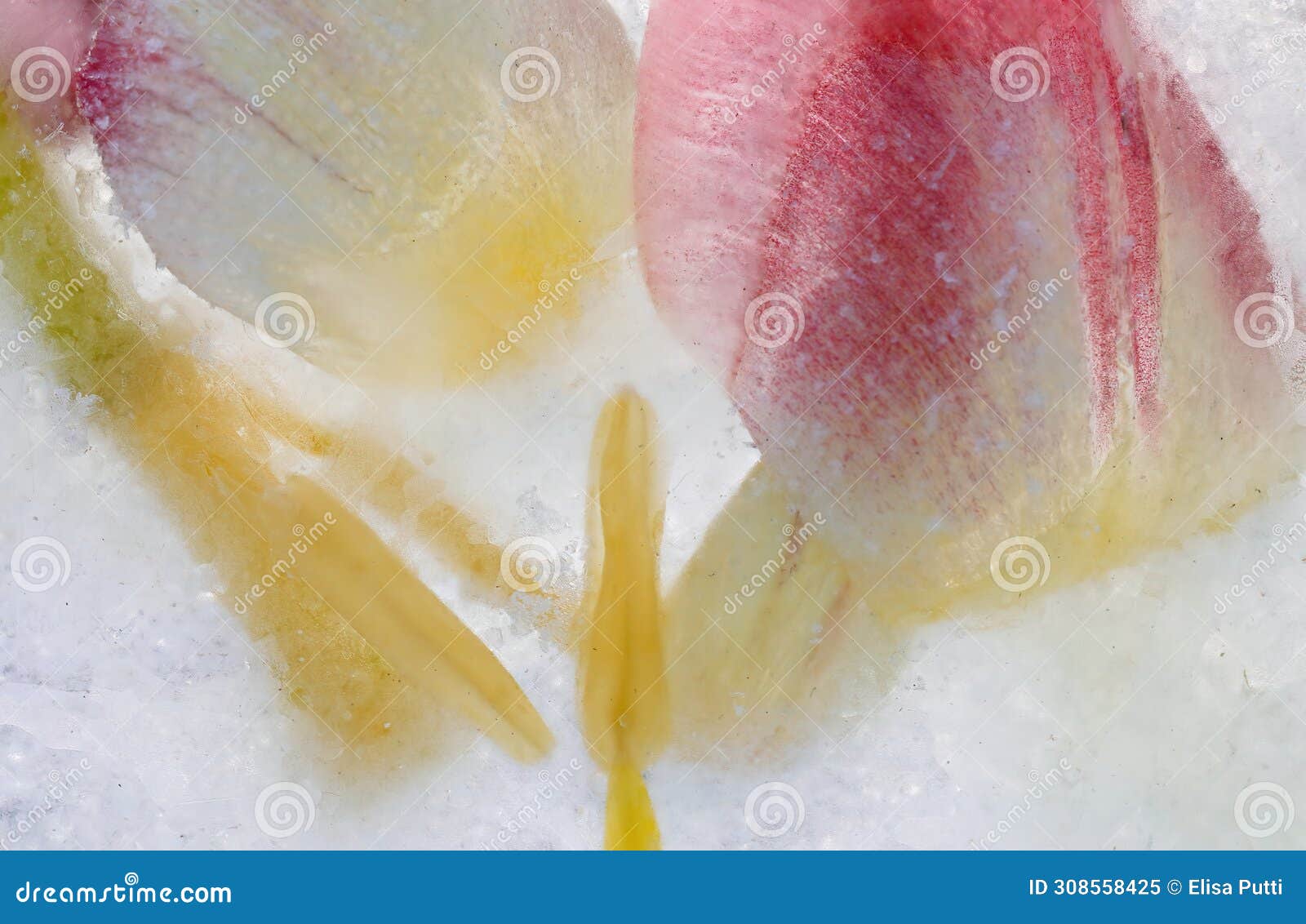 Tulip Frozen with Bubbles in Ice Stock Image - Image of abstract ...