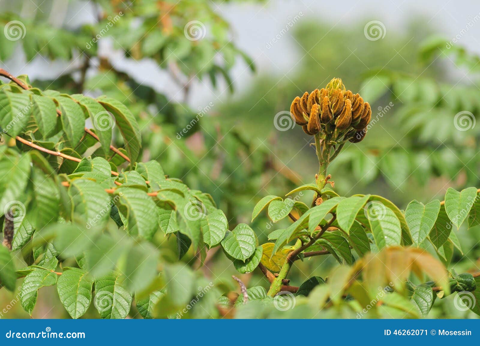 Tulip Fruit stock image. Image of tree, grows, tulip - 46262071