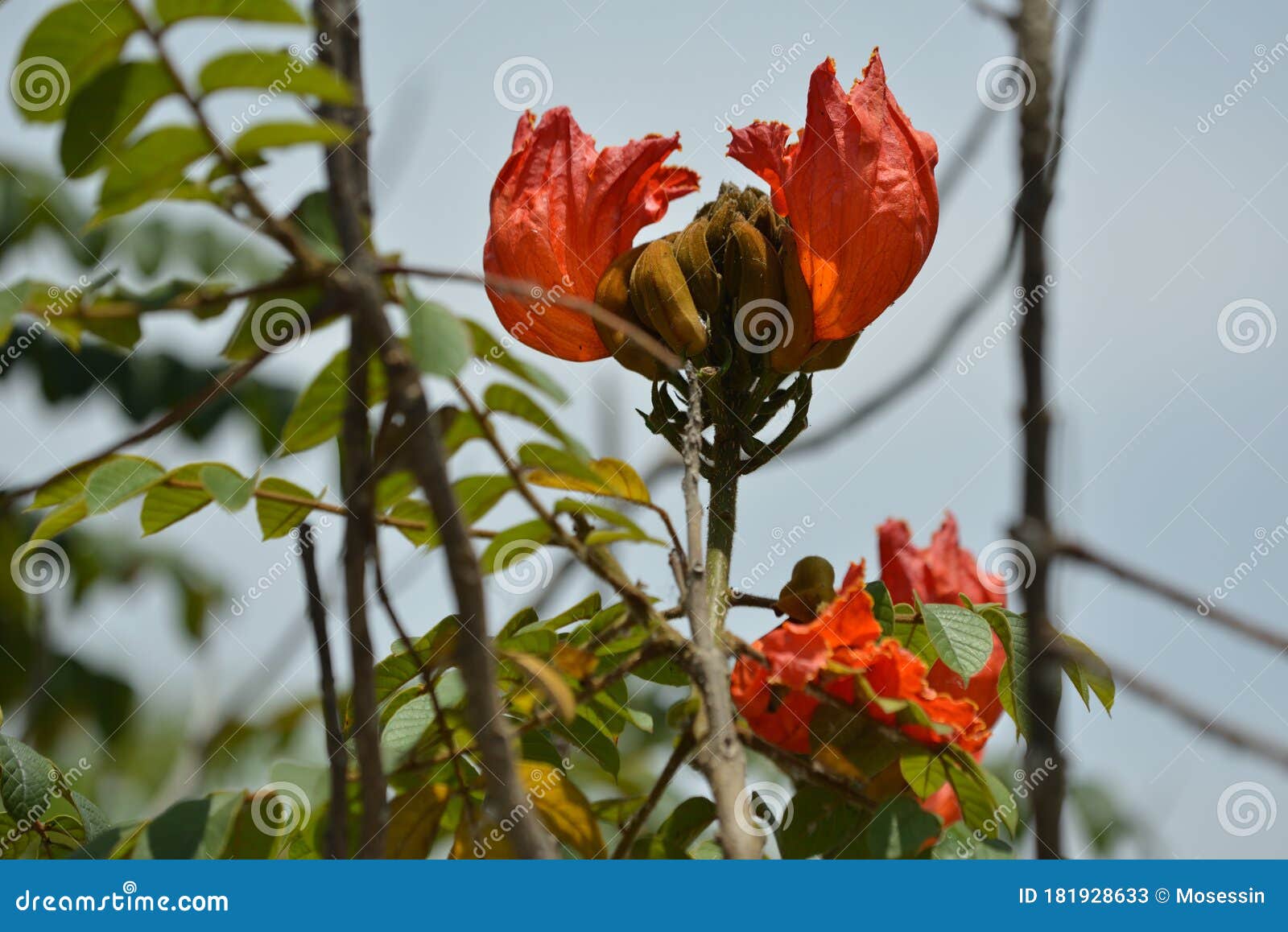 Tulip Fruit flower stock image. Image of flame, plant - 181928633