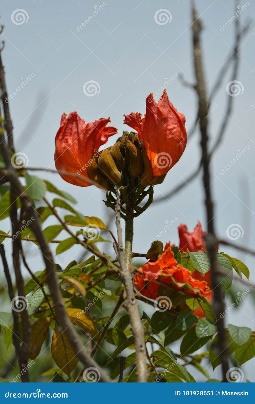 Tulip Fruit flower stock image. Image of flame, thanksgiving - 181928651