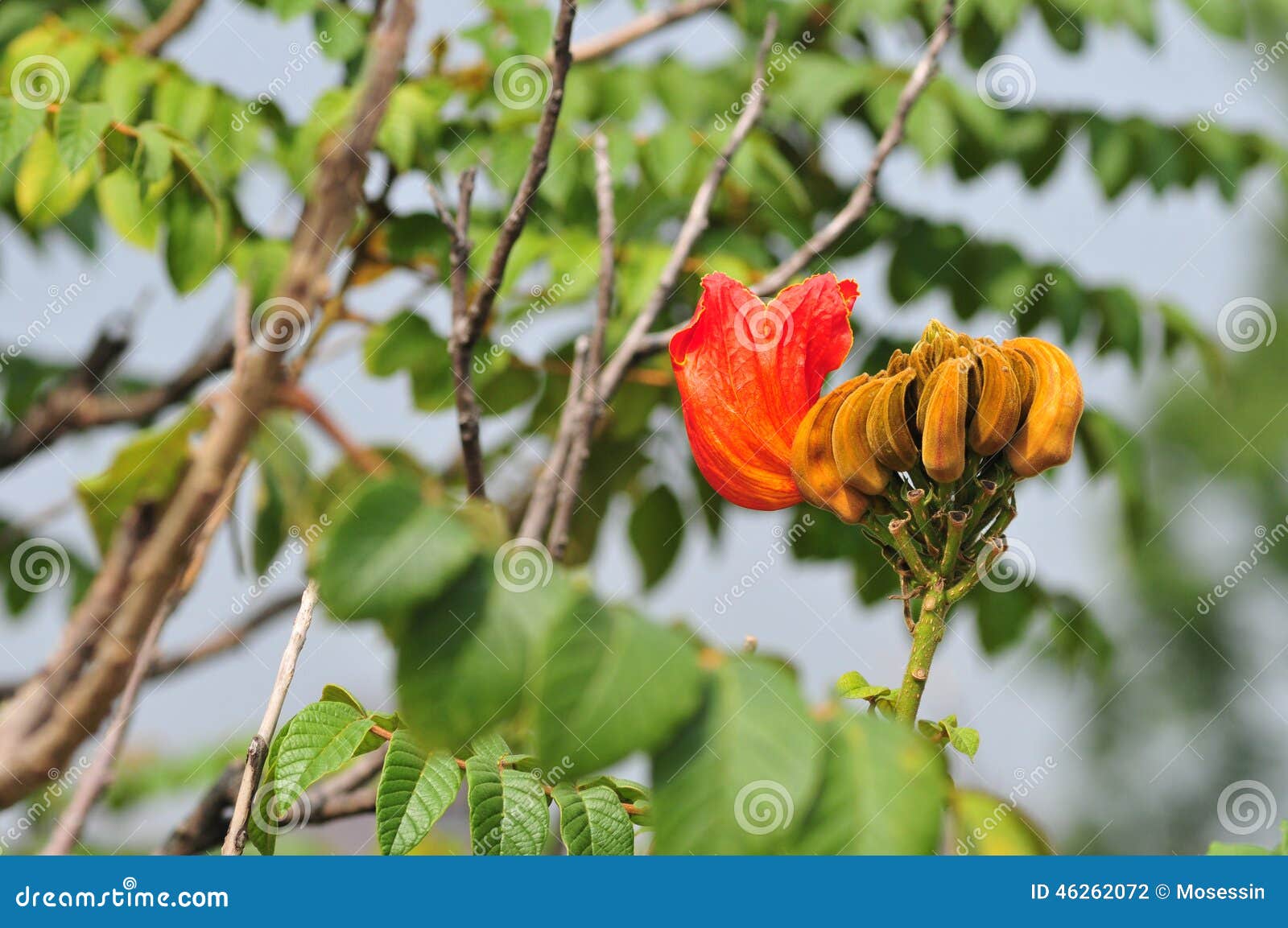 Tulip Fruit flower stock photo. Image of tree, flame - 46262072