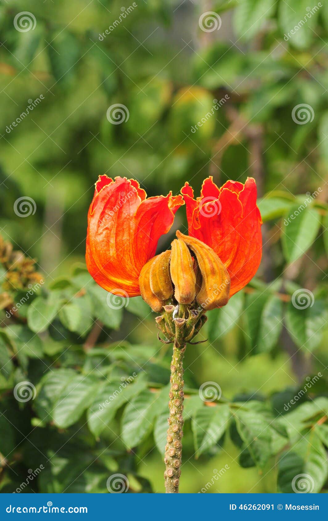 Tulip Fruit flower stock image. Image of fruit, spathodea - 46262091