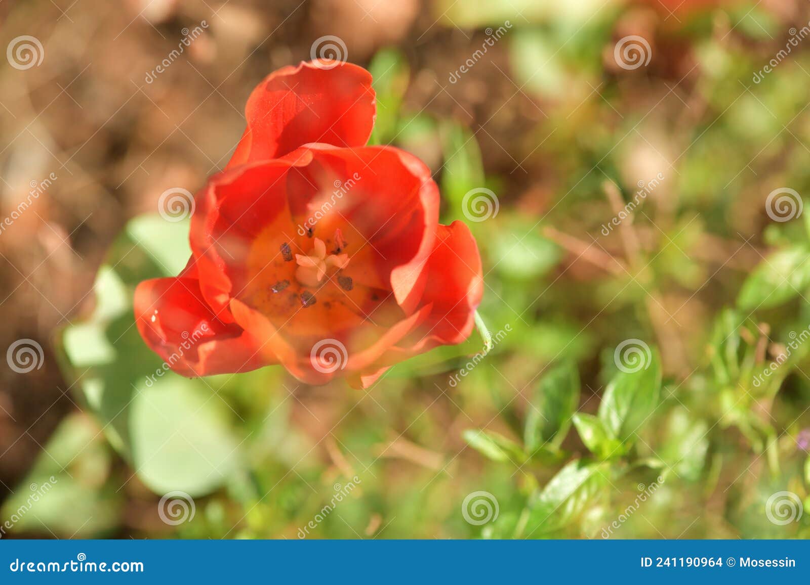 Tulip Fruit Flower Blur Background Stock Photo - Image of geophytes ...
