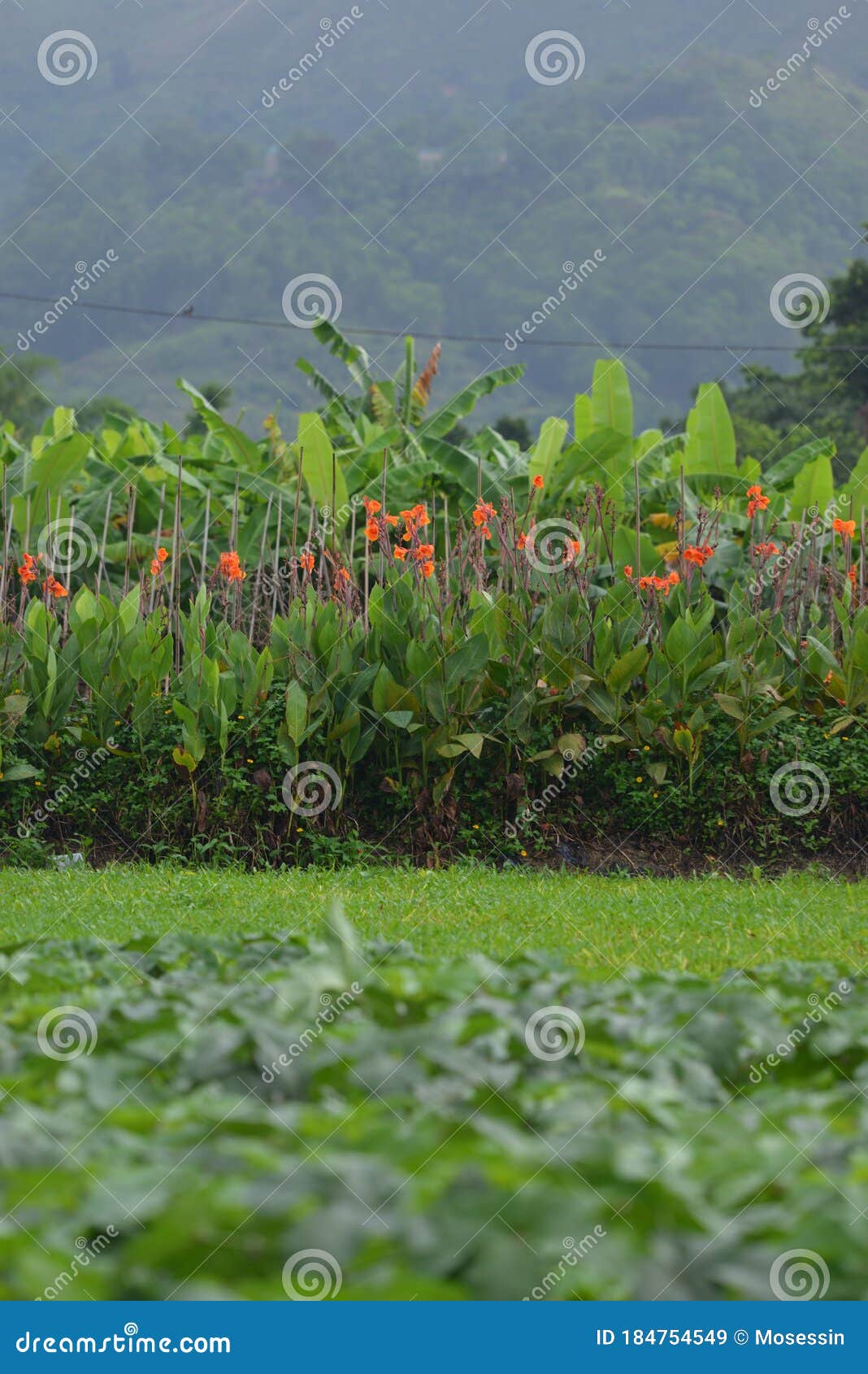 Tulip Fruit flower farming stock image. Image of valentines - 184754549