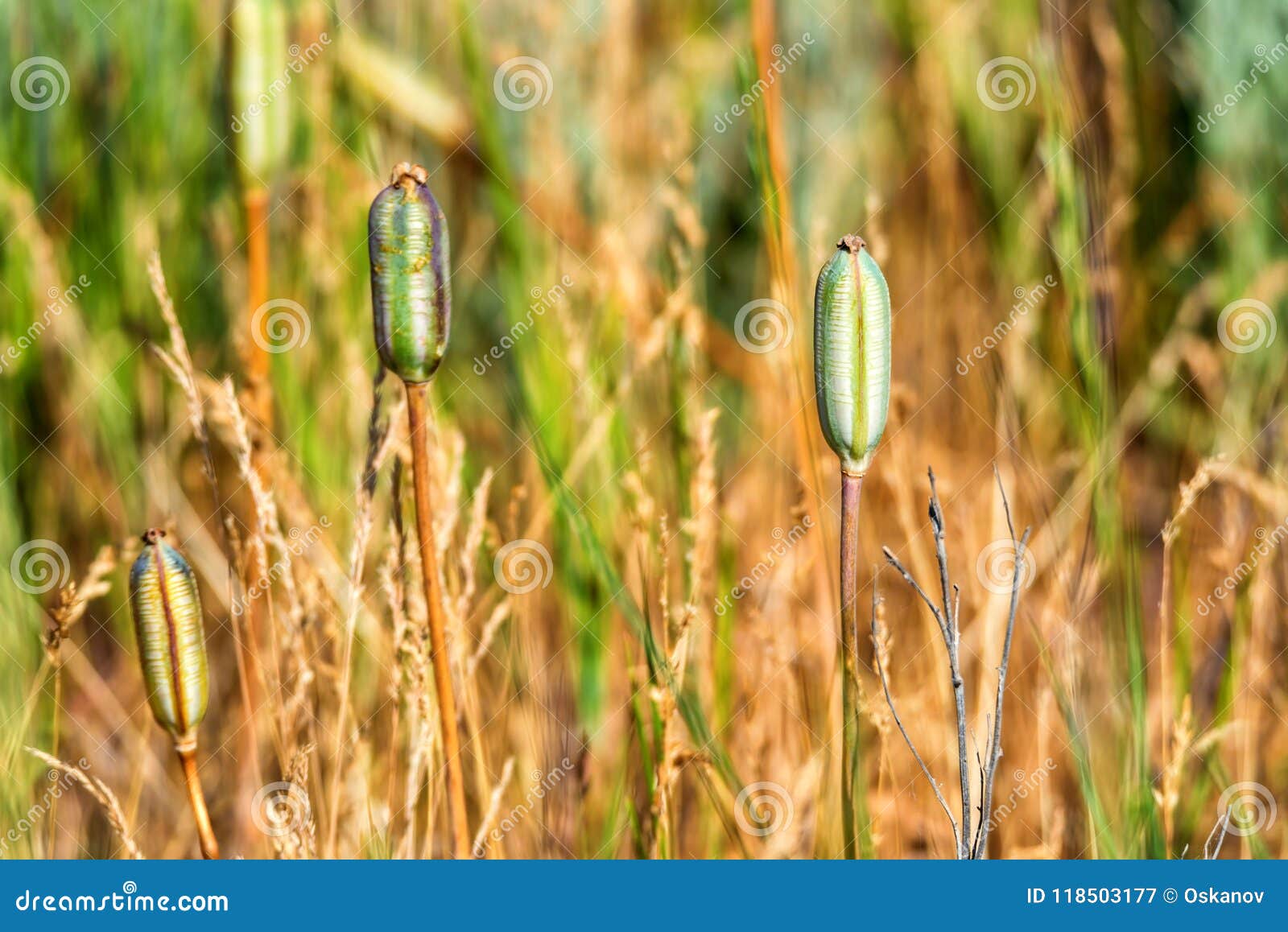 Tulip Fruit Growing in Field Stock Image - Image of homestead, blooming ...