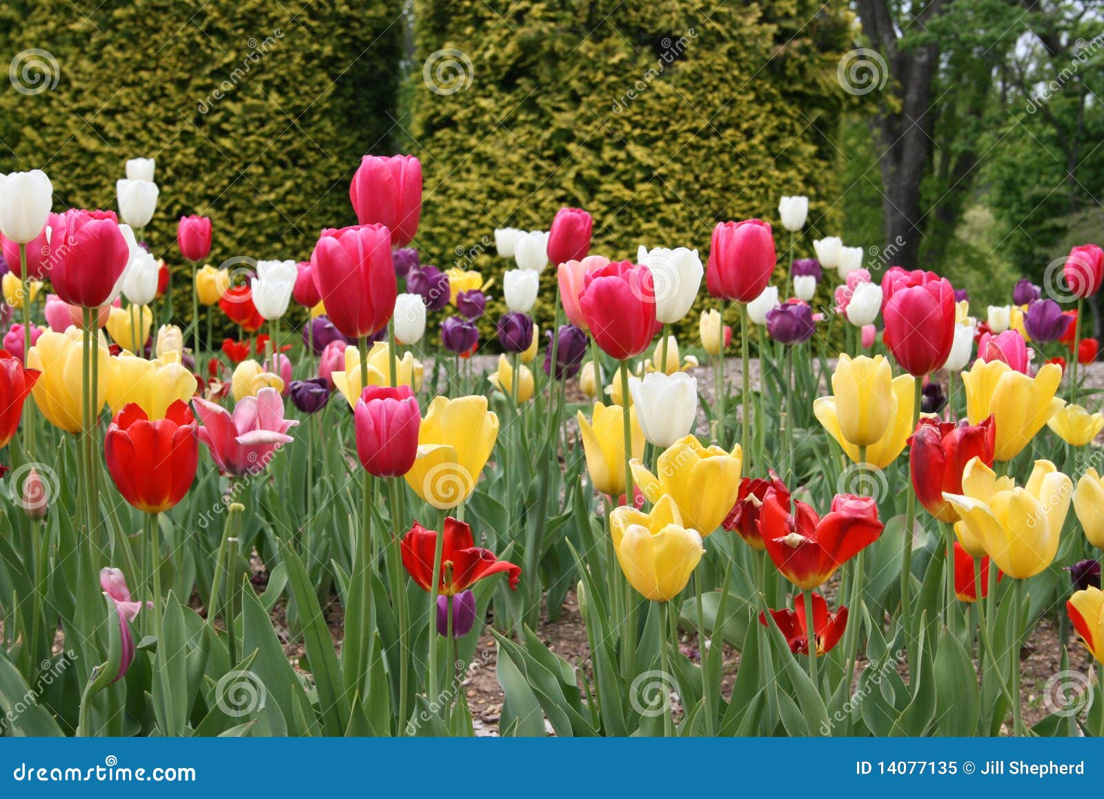 Tulip Garden stock image. Image of bouquet, blooming - 14077135