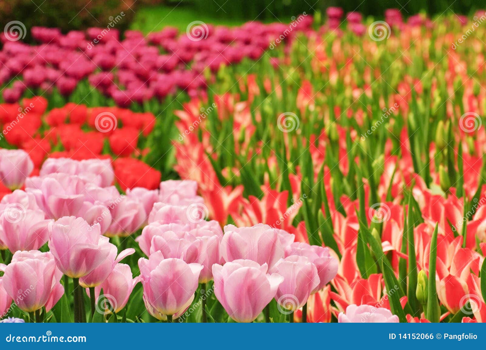 Tulip garden stock photo. Image of freshness, green, fresh - 14152066