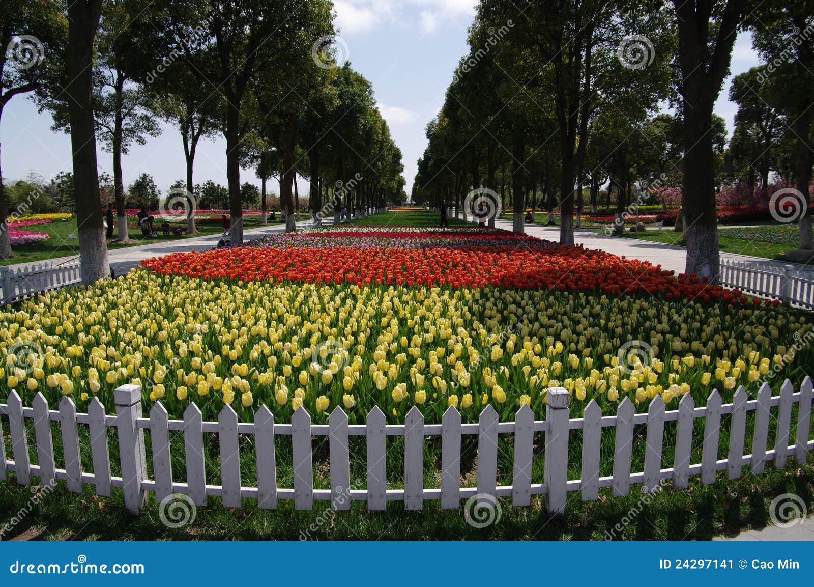 Tulip garden stock image. Image of yellow, blooms, bloom - 24297141