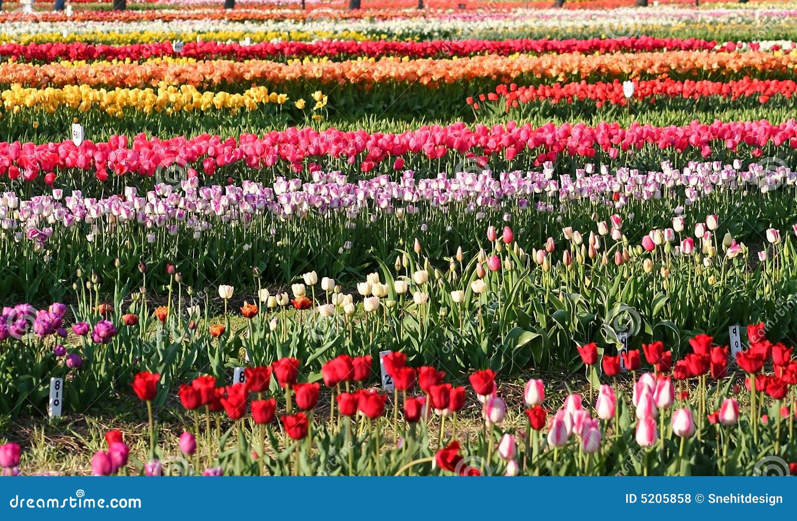 Tulip Garden stock photo. Image of natural, meadow, garden - 5205858