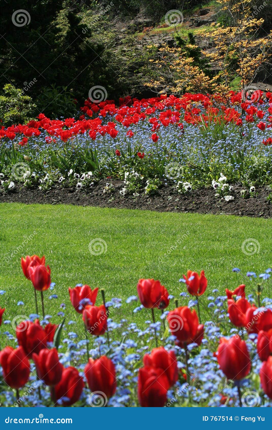 Tulip garden stock photo. Image of tulip, horticultural - 767514