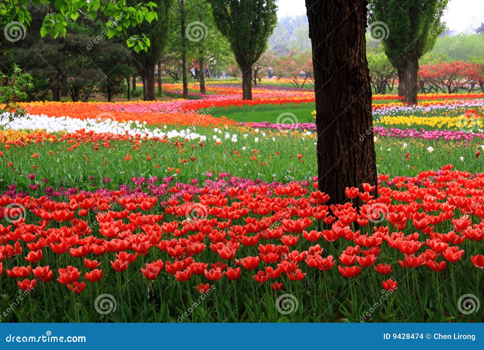 Tulip garden stock photo. Image of garden, tulip, blossom - 9428474