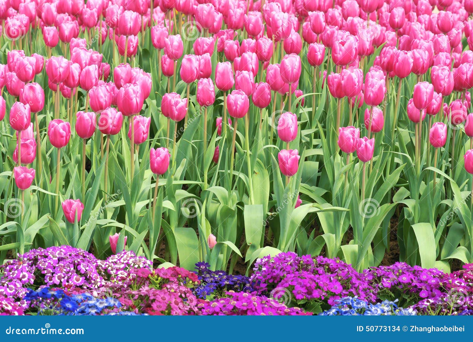 Tulip garden stock photo. Image of blooming, tulip, flowers - 50773134
