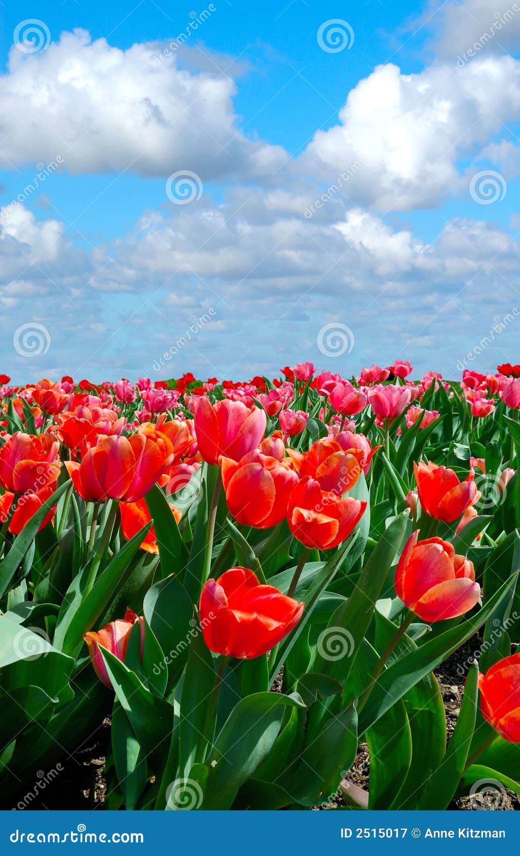 Tulip Garden in Springtime stock image. Image of field - 2515017