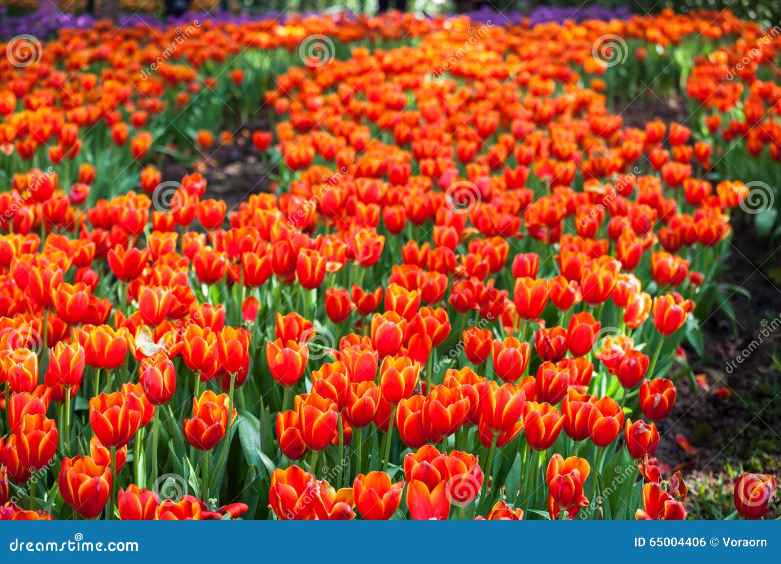 Tulip garden stock photo. Image of garden, park, springtime - 65004406