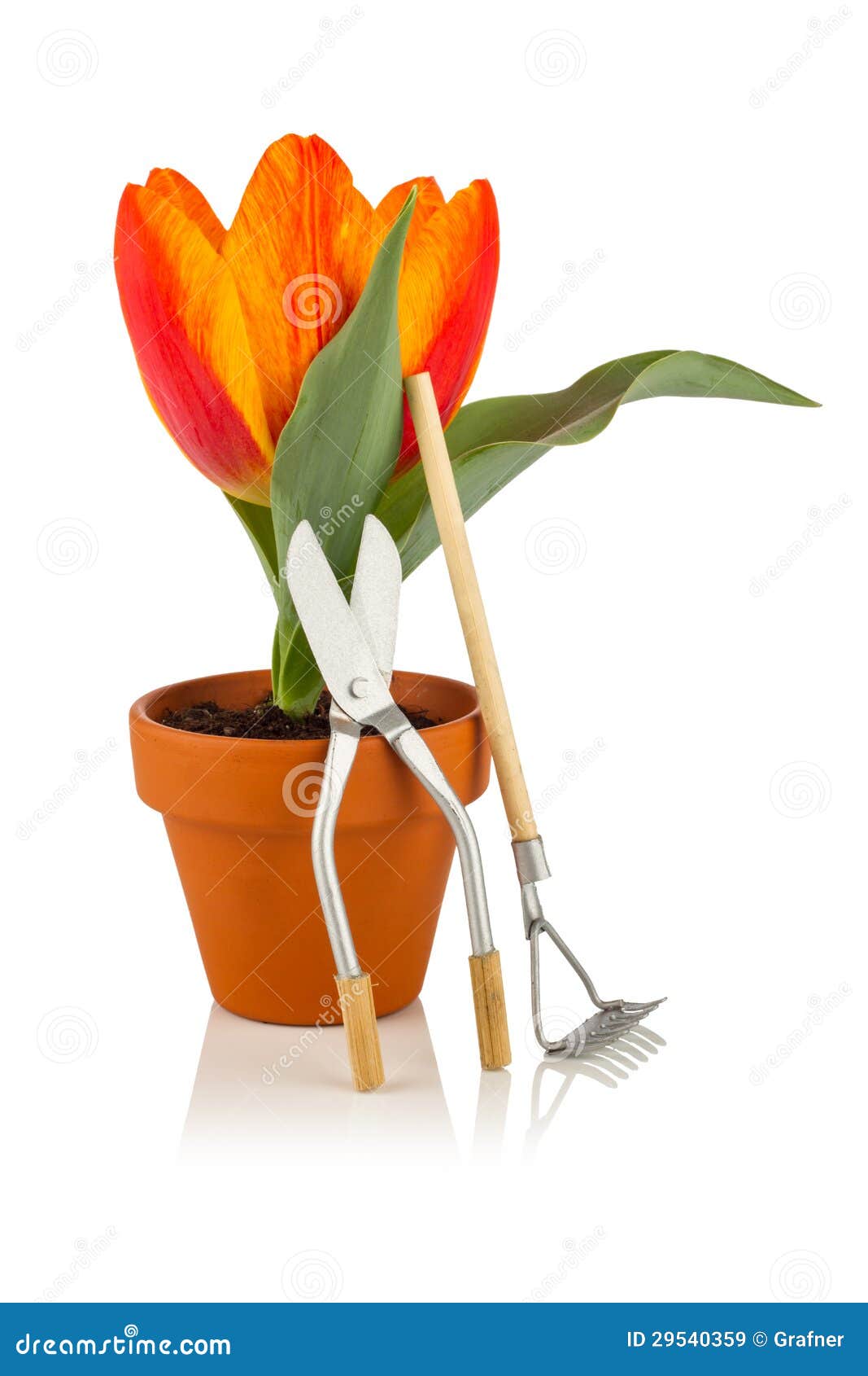 Tulip and garden tools stock image. Image of relaxation - 29540359