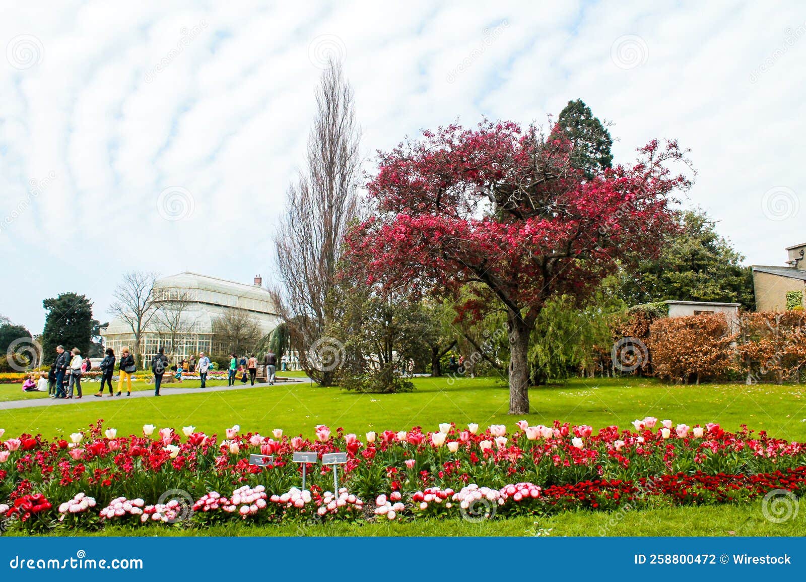 Tulip Garden with Trees and People Walking in the Background. Editorial ...