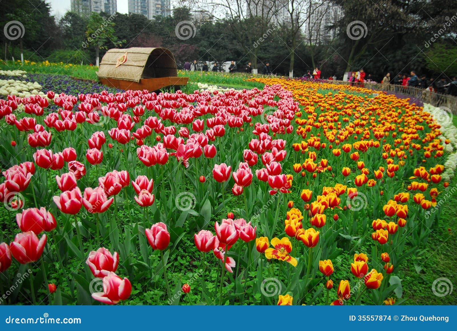 Tulip Garden stock photo. Image of bice, tulip, beautiful - 35557874