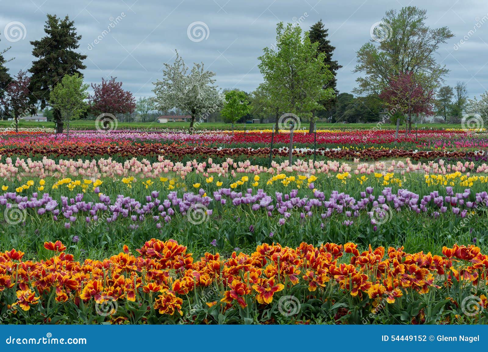 Tulip Gardens stock photo. Image of purple, cloudy, michigan - 54449152