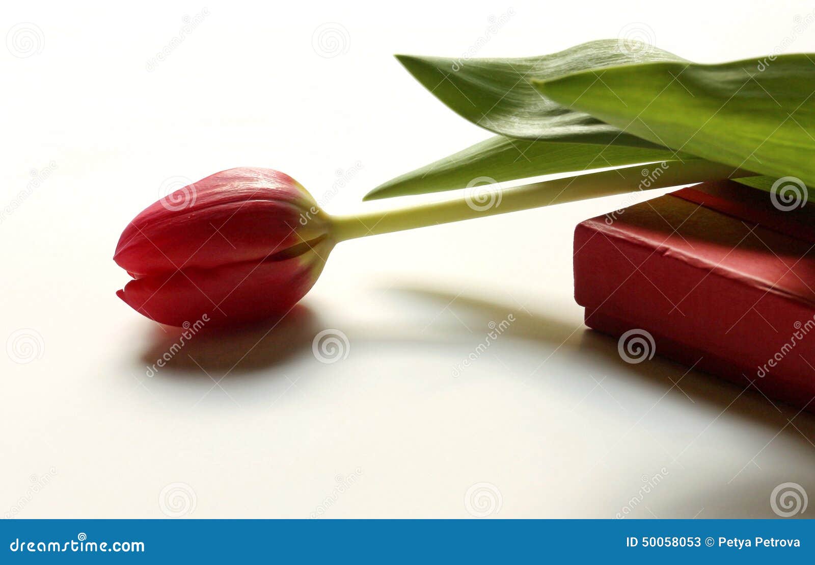 Tulip and gift stock image. Image of tulip, gift, special - 50058053