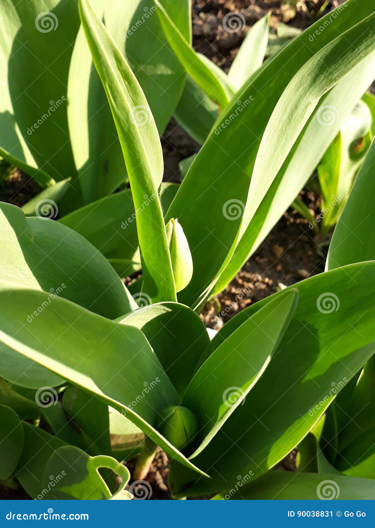 Tulip green leaves bud stock image. Image of nature, leaves - 90038831