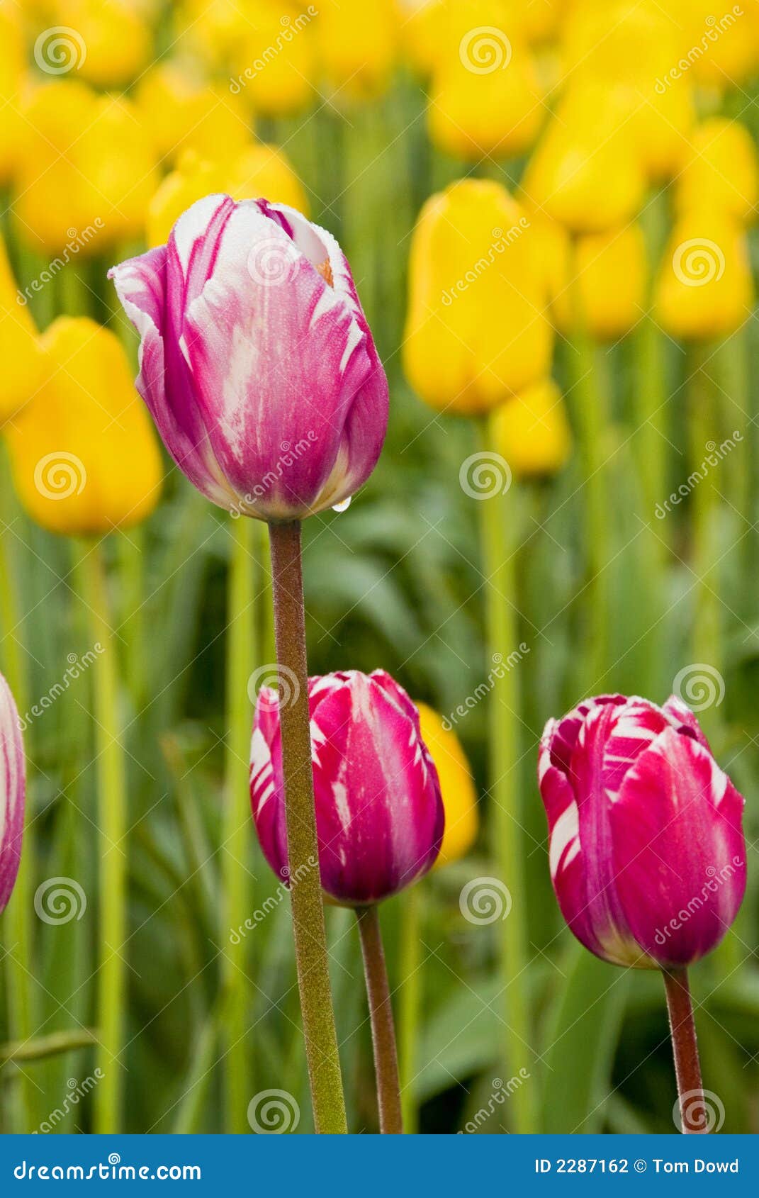 Tulip Group stock photo. Image of flowers, pink, blue - 2287162