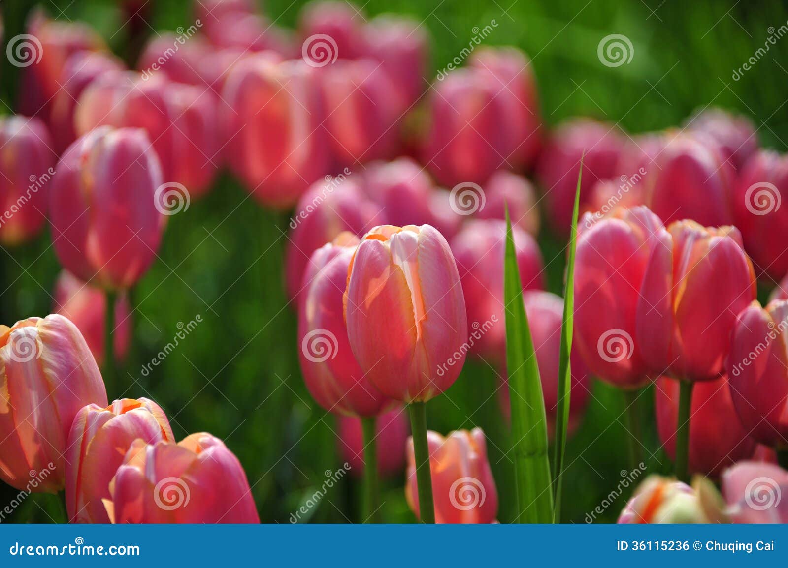 Tulip group stock photo. Image of park, flower, leaf - 36115236