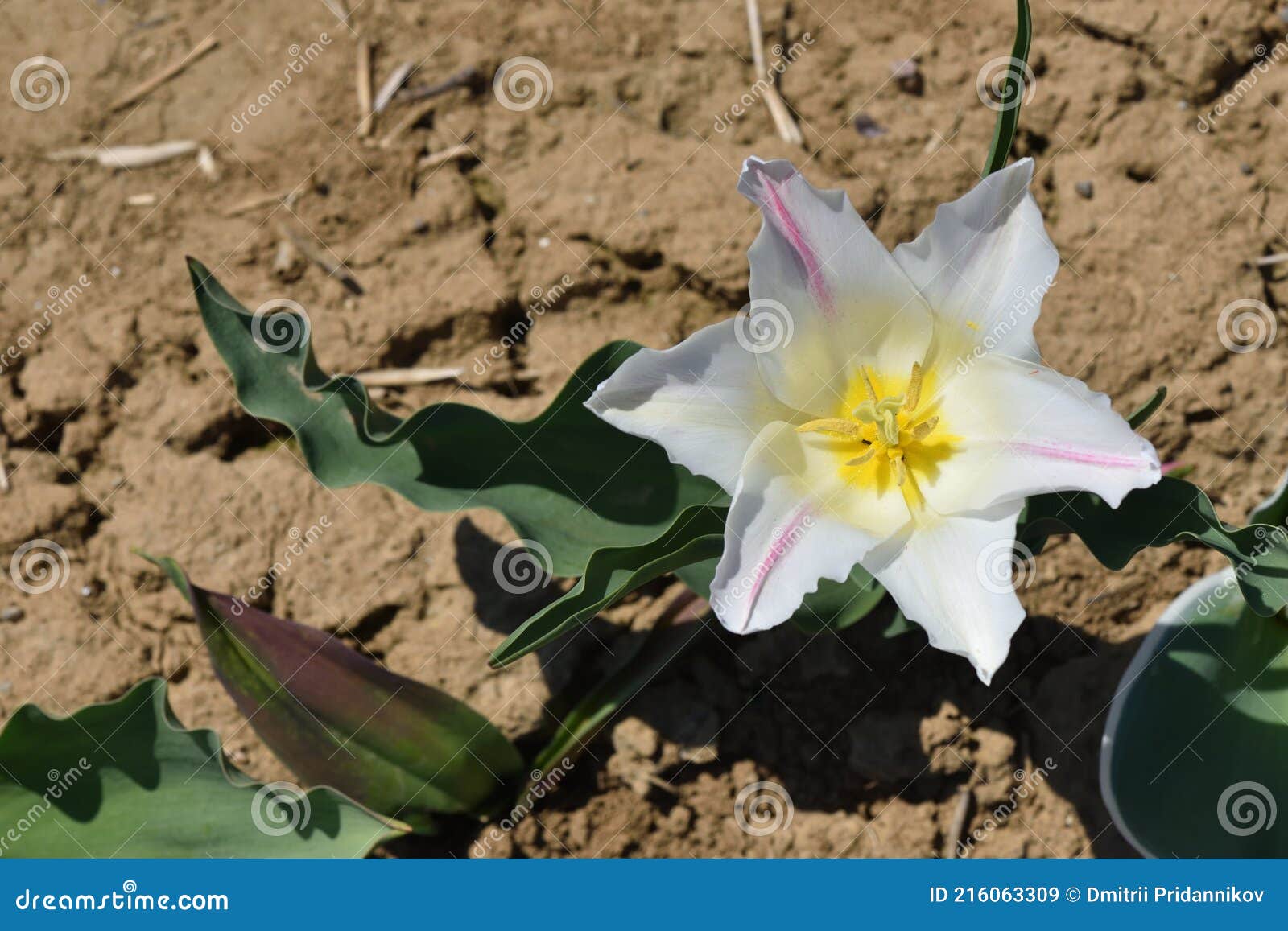Tulip Growing Out of the Ground on a Sunny Day. White Tulip Grows in ...