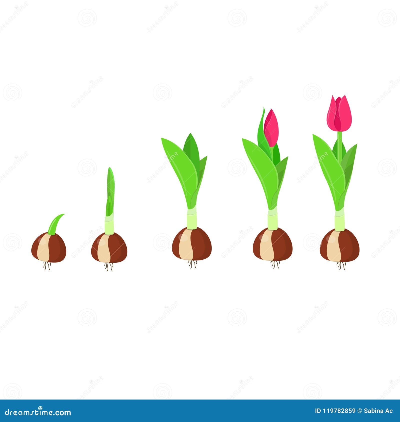 The Growth Stage Of Fancy Fish With Colorful Scales Isolated On A White ...