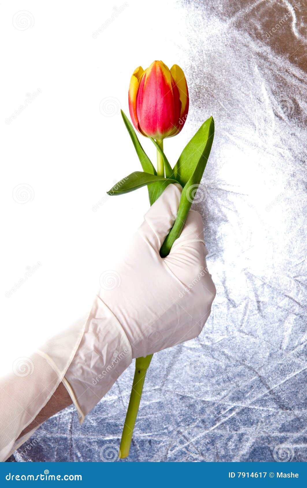 Tulip in a hand stock image. Image of skin, ecology, fingernail - 7914617