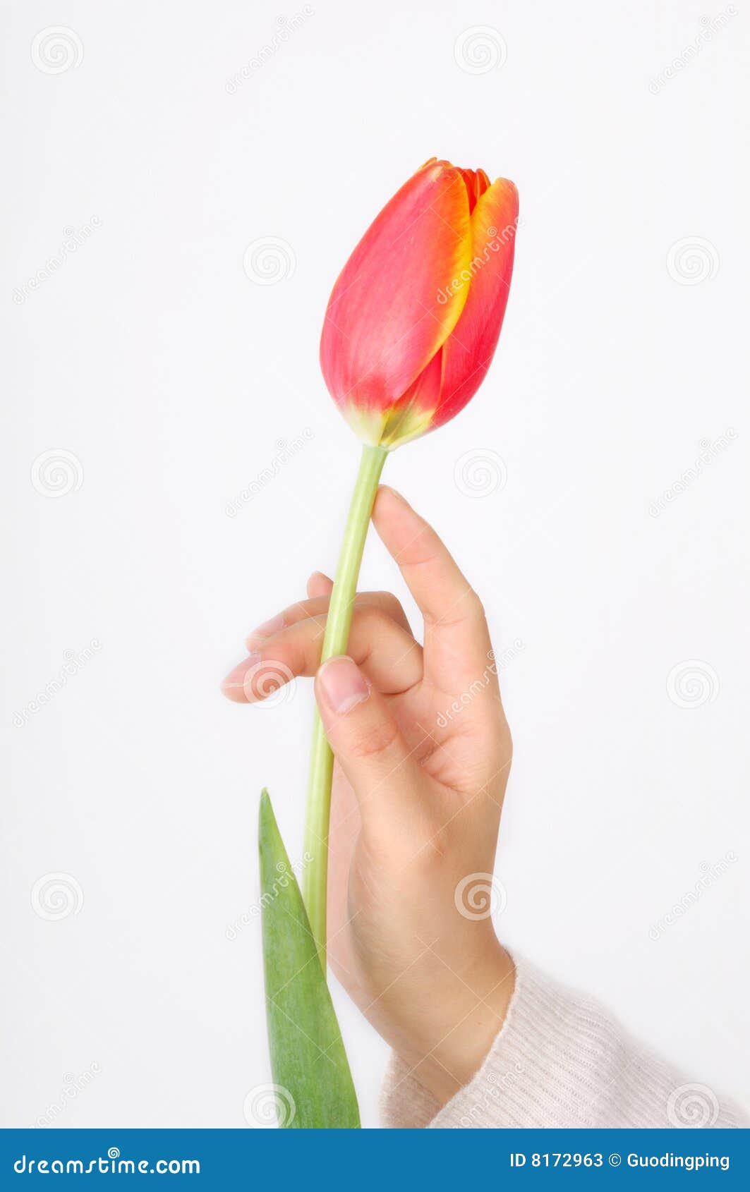 Tulip on hand stock image. Image of human, gift, delicate - 8172963