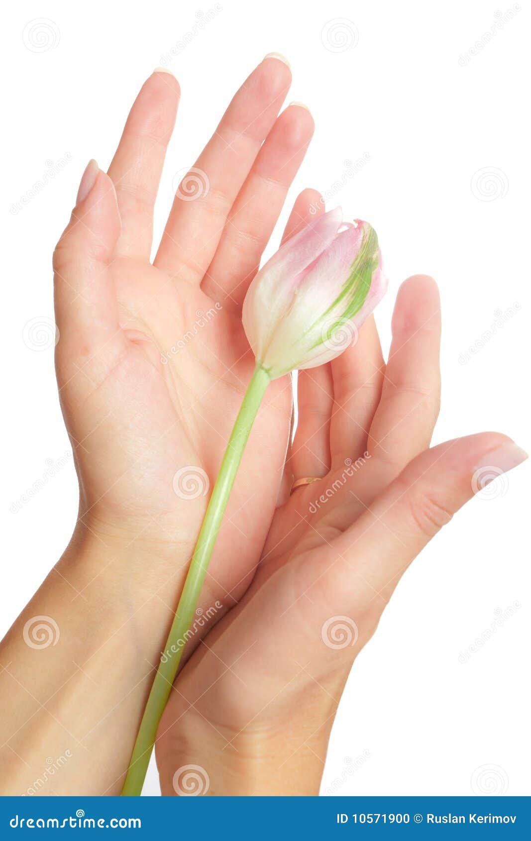 Tulip in hands stock photo. Image of plant, flowers, male - 10571900
