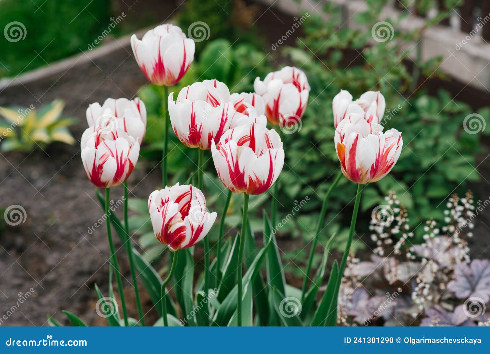 Tulip Happy Generation in Spring in the Garden Stock Photo - Image of ...