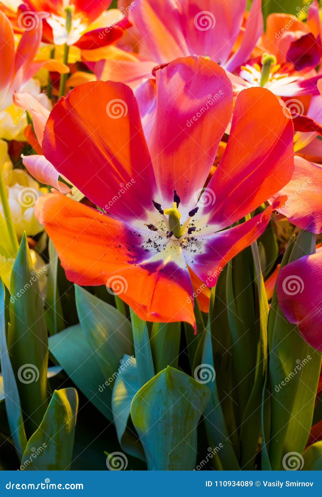 Tulip stock image. Image of head, leaf, botany, color - 110934089