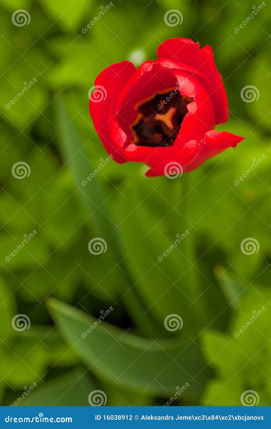Tulip head stock photo. Image of growth, macro, garden - 16038912