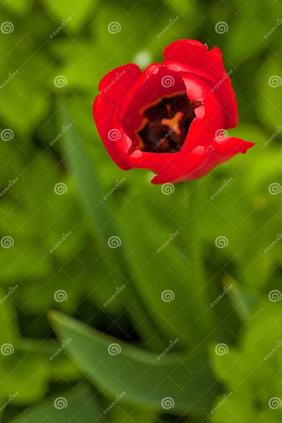 Tulip head stock photo. Image of growth, macro, garden - 16038912