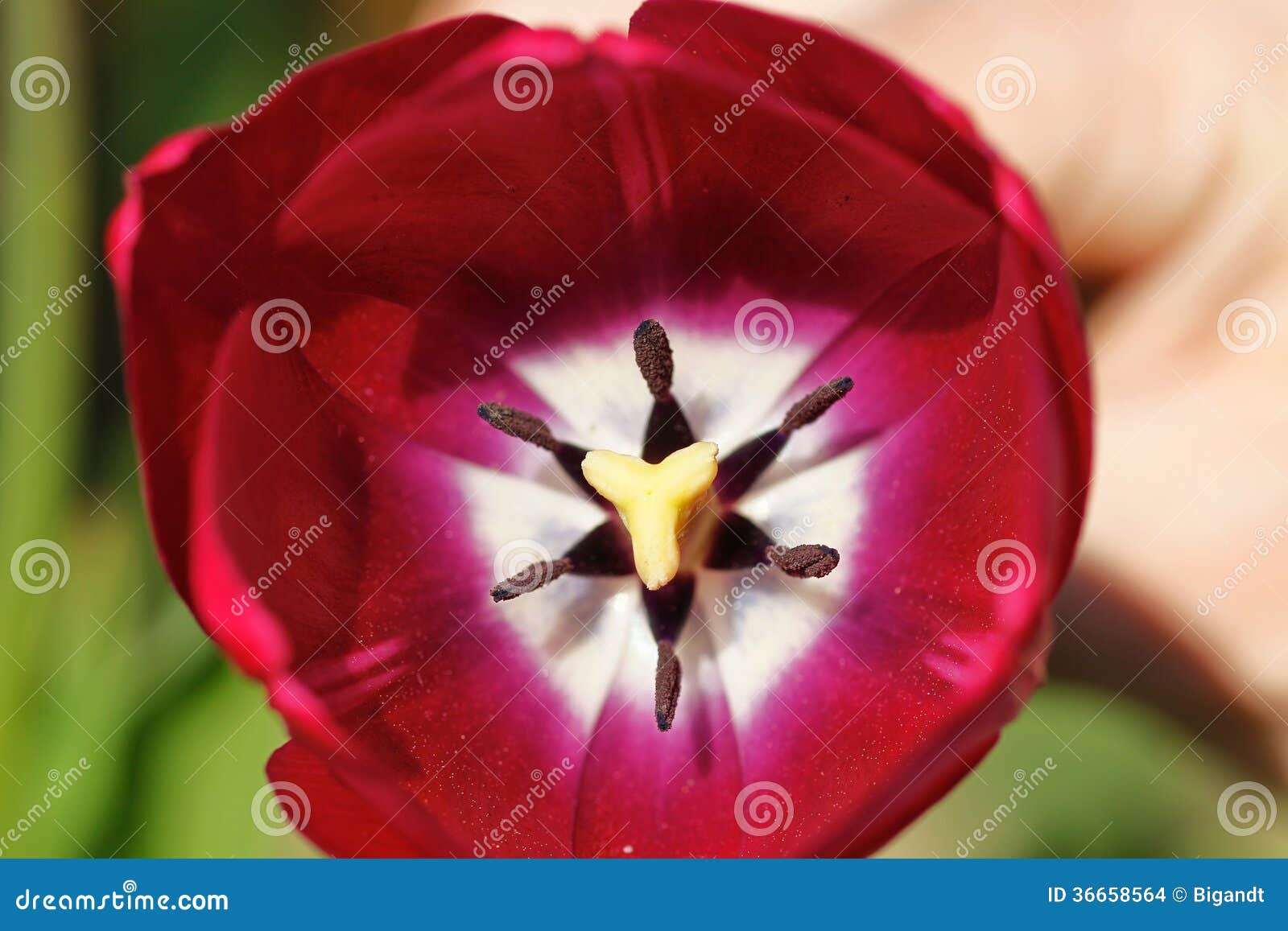 Tulip head stock photo. Image of outdoors, spring, vibrant - 36658564
