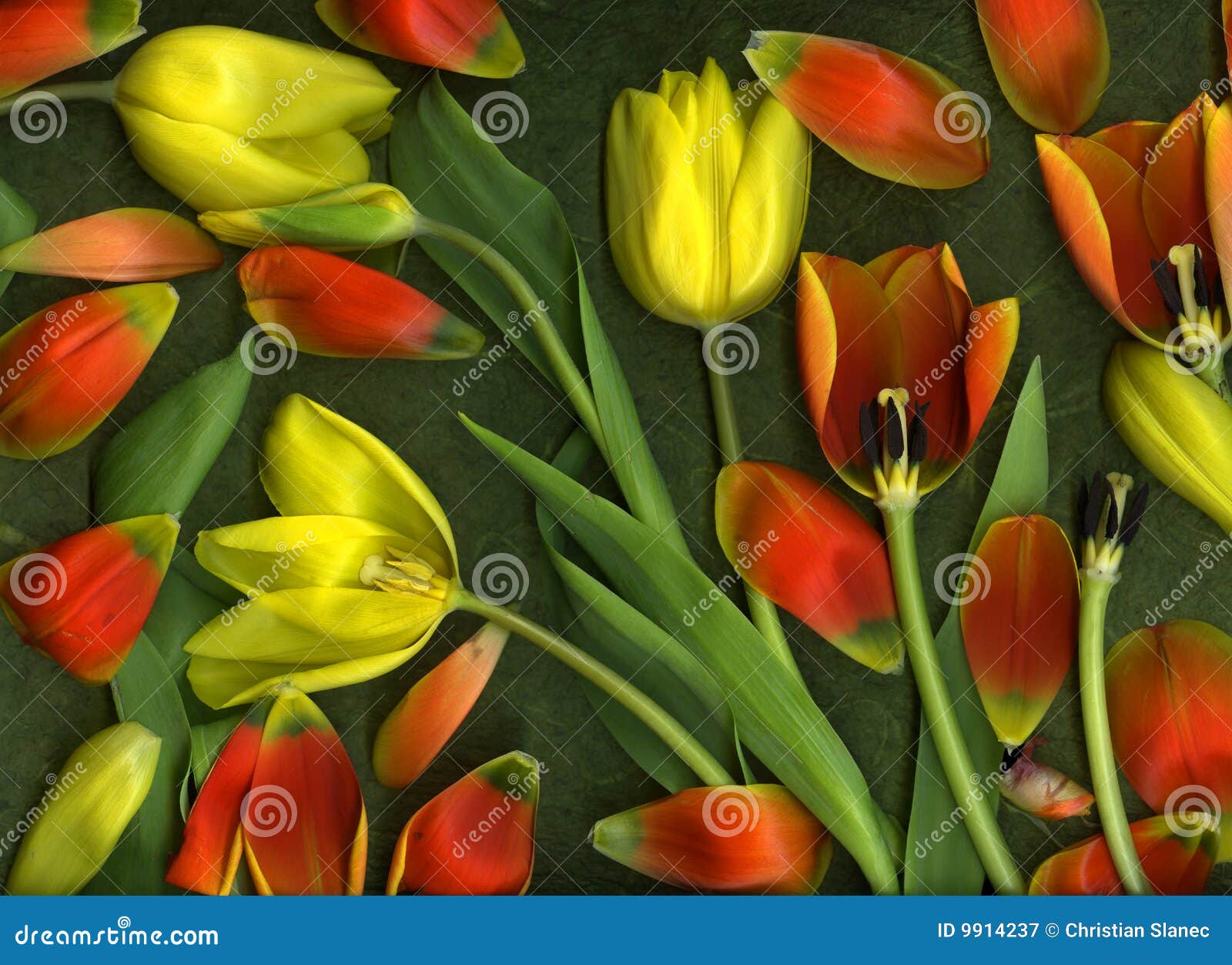 Tulip illustration stock image. Image of flowers, petals - 9914237