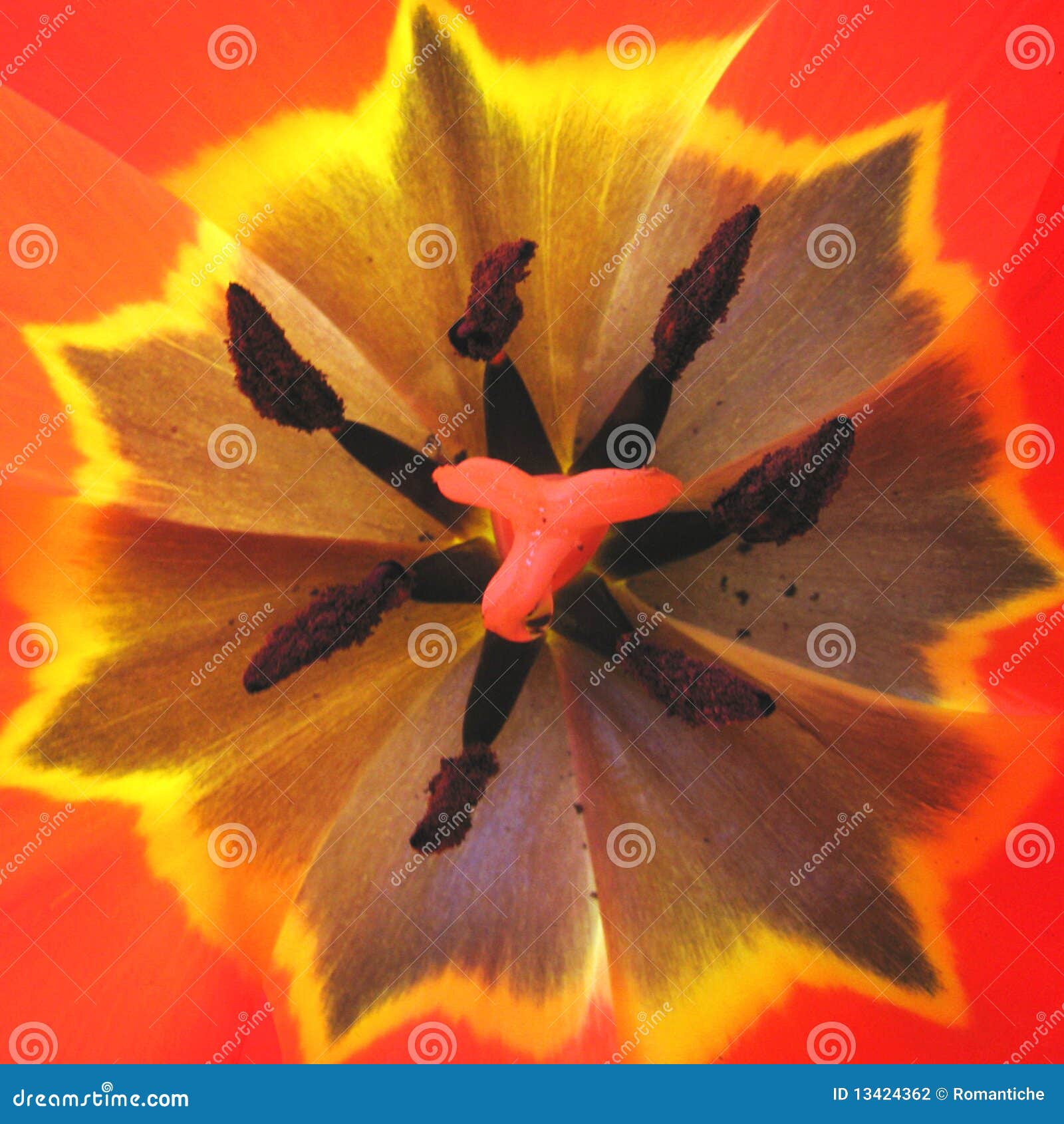 Tulip inside stock photo. Image of macro, tulip, close - 13424362