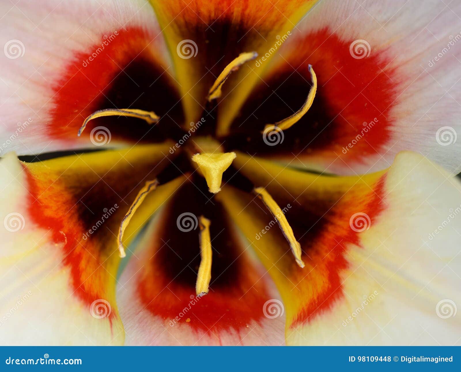 Tulip inside stock photo. Image of yellow, pattern, petal - 98109448