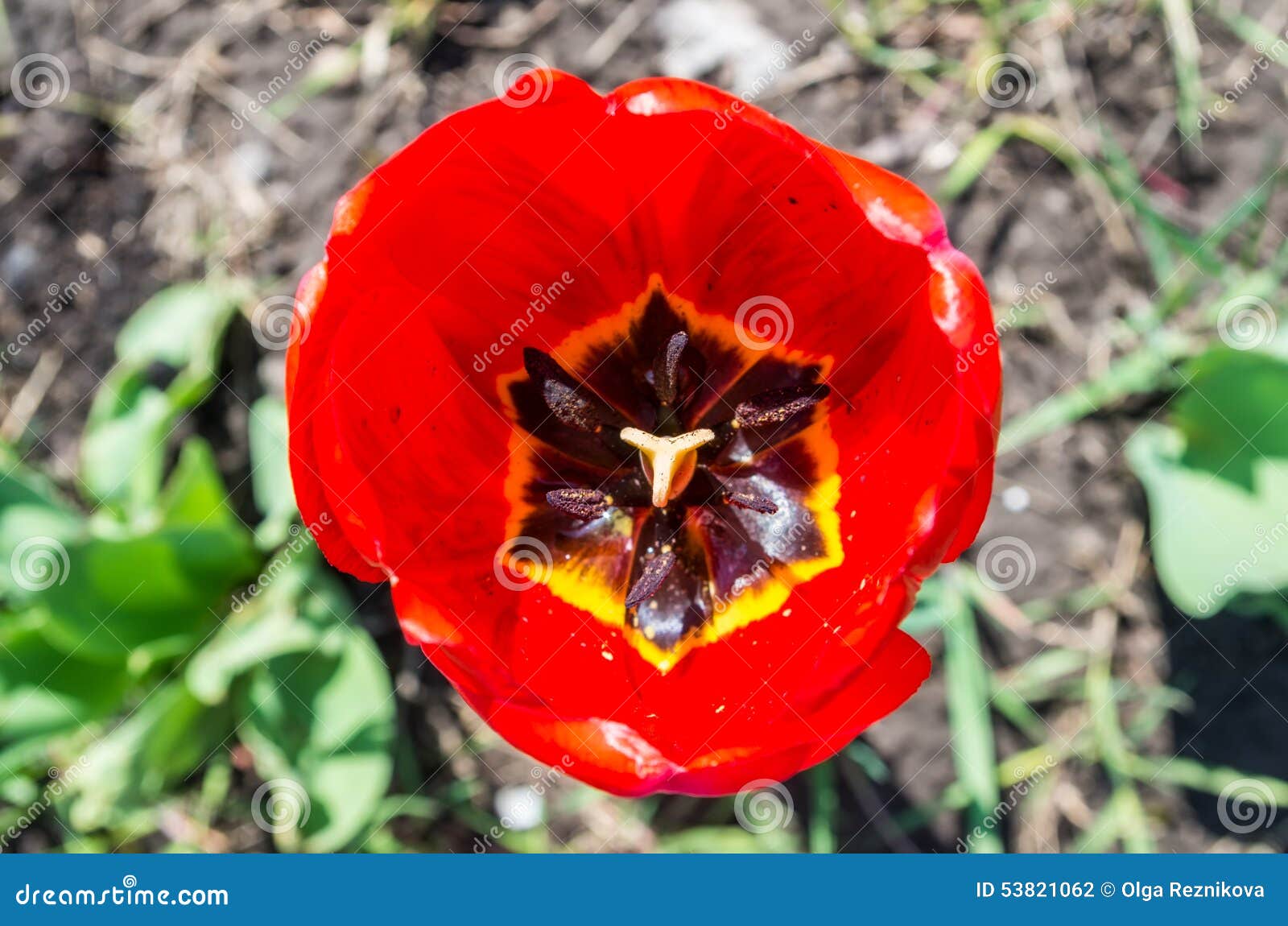 Tulip inside from top view stock photo. Image of head - 53821062