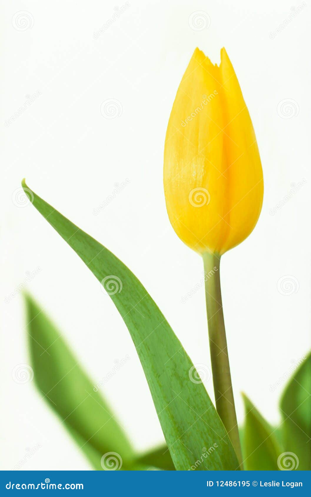 Tulip isolated stock image. Image of isolated, tulip - 12486195