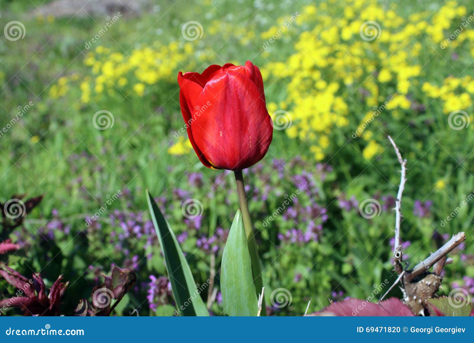 Tulip from jambol stock photo. Image of blooming, plant - 69471820