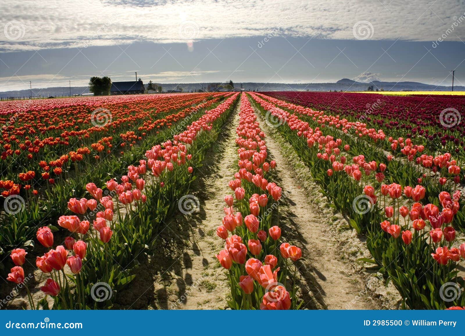 Tulip Landscape stock photo. Image of botanical, agriculture - 2985500