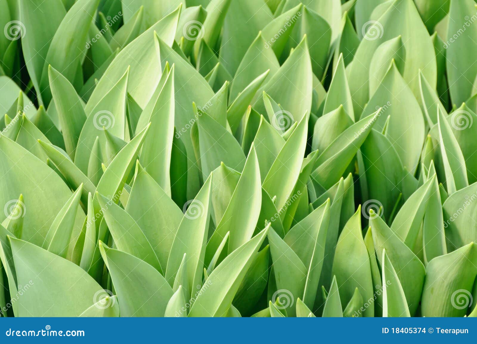 Tulip leaf stock photo. Image of background, flora, plant - 18405374