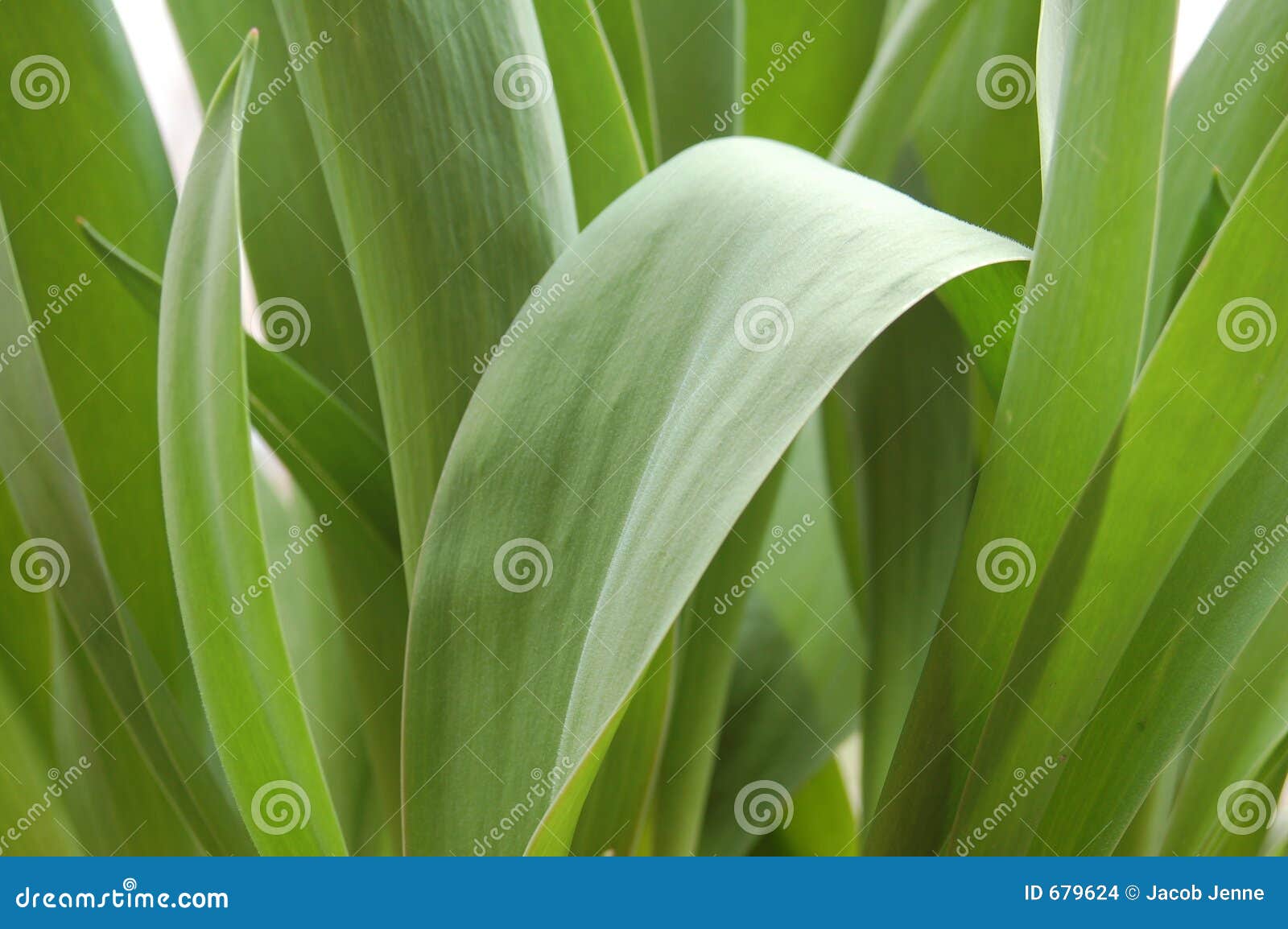 Tulip leaves stock photo. Image of nature, grow, tulip - 679624